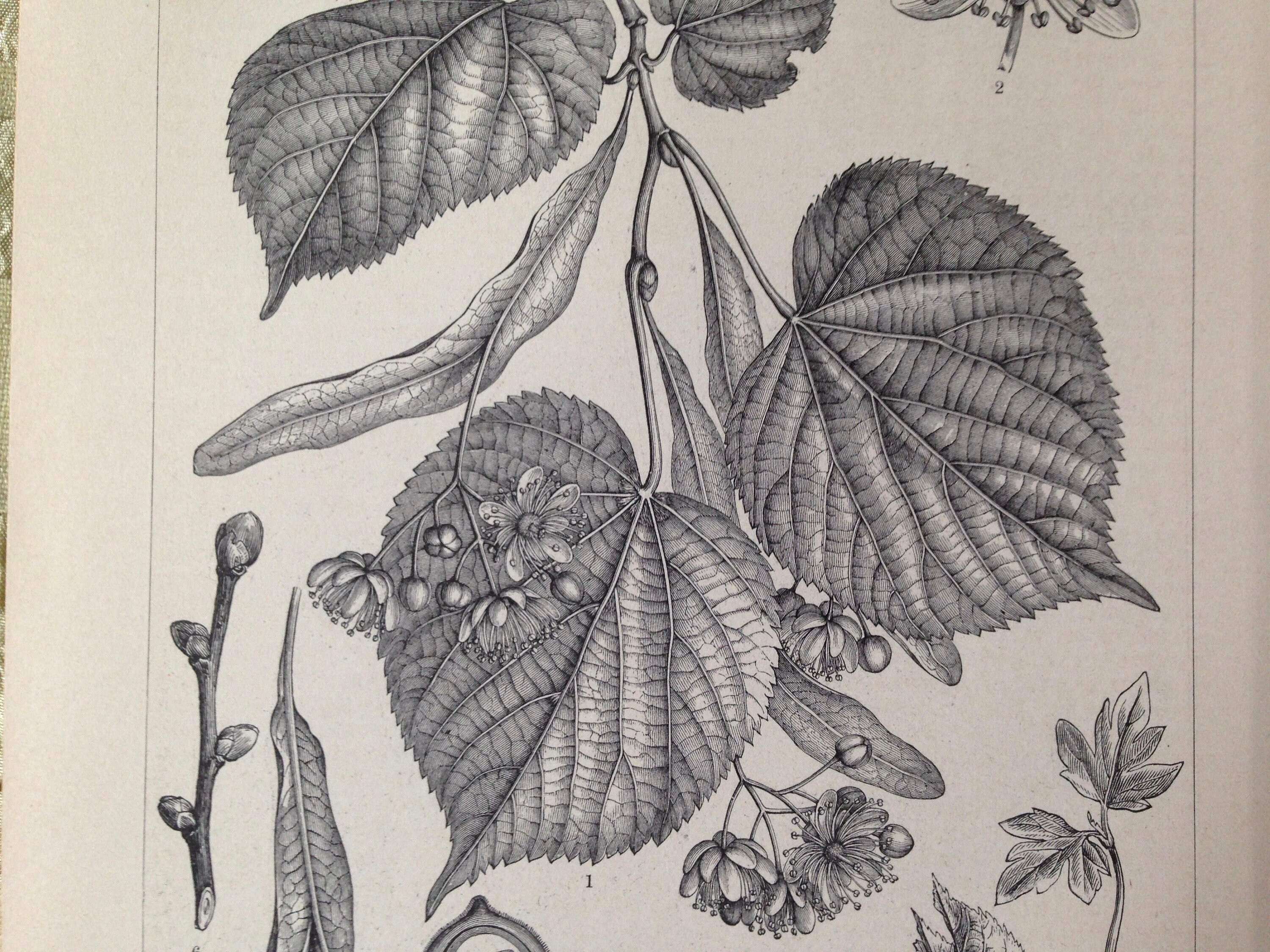 Linden Tree Botanical Drawing