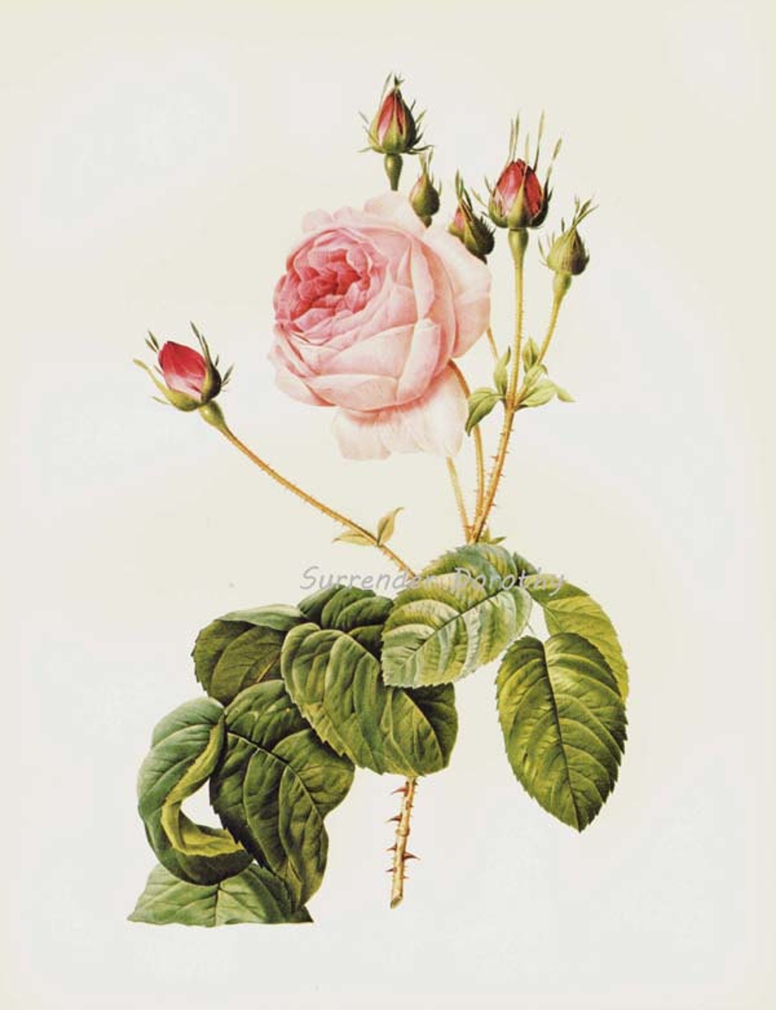 Great Cabbage-leaved Rose Redoute Rosa Centifolia Bullata Vintage ...