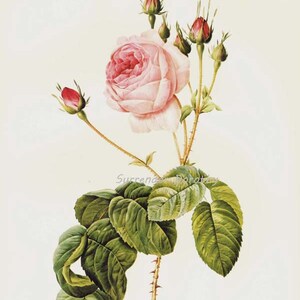 Great Cabbage-leaved Rose Redoute Rosa Centifolia Bullata Vintage ...