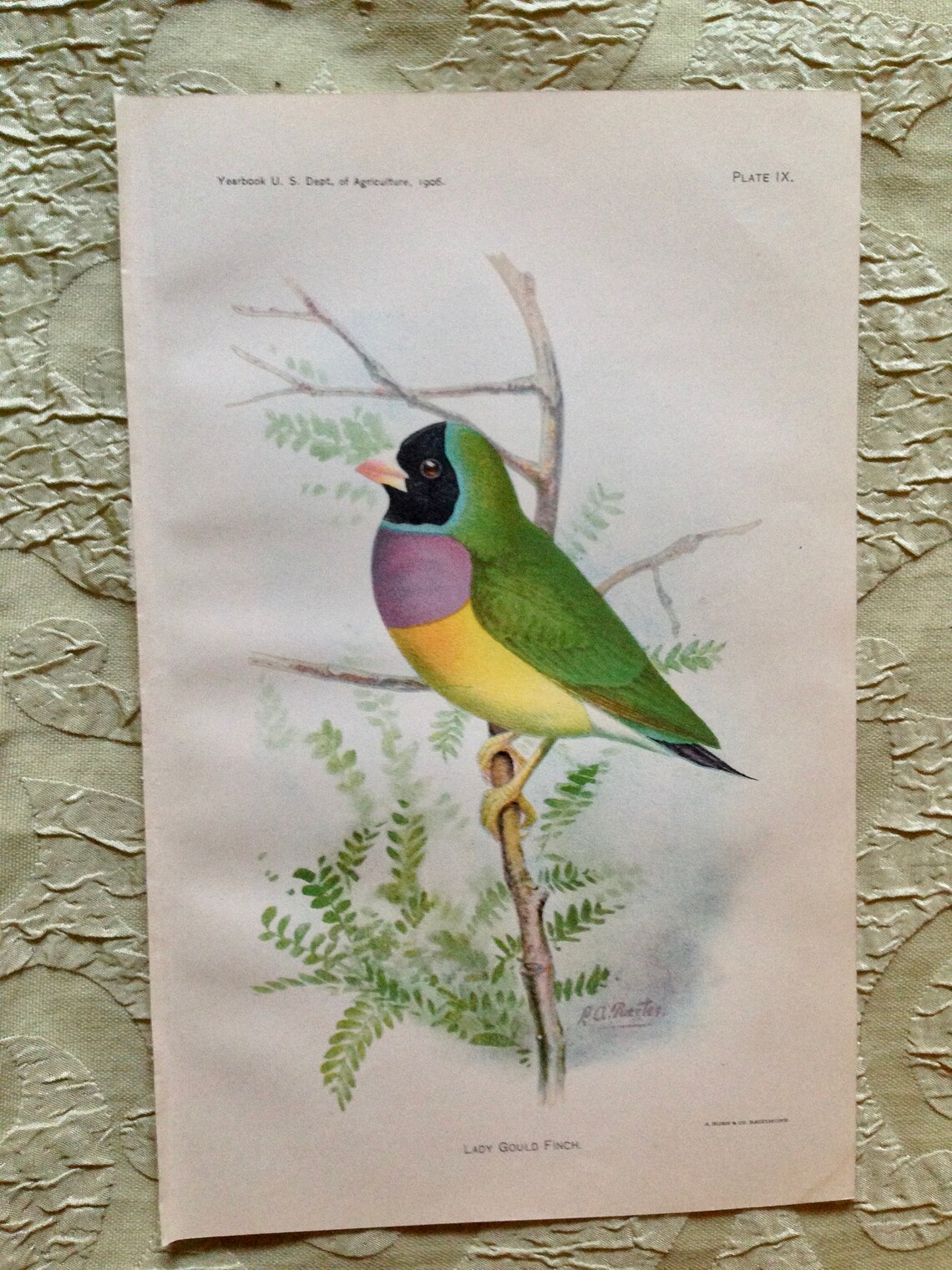 Lady Gould Finch 1906 USDA Vintage Edwardian Ornithology Natural ...