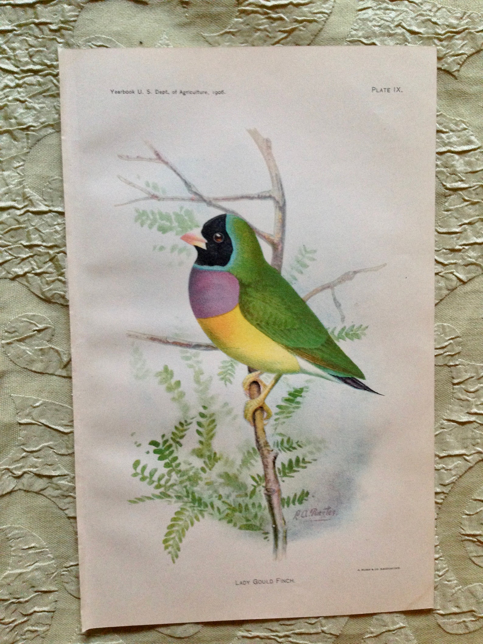 Lady Gould Finch 1906 USDA Vintage Edwardian Ornithology Natural ...