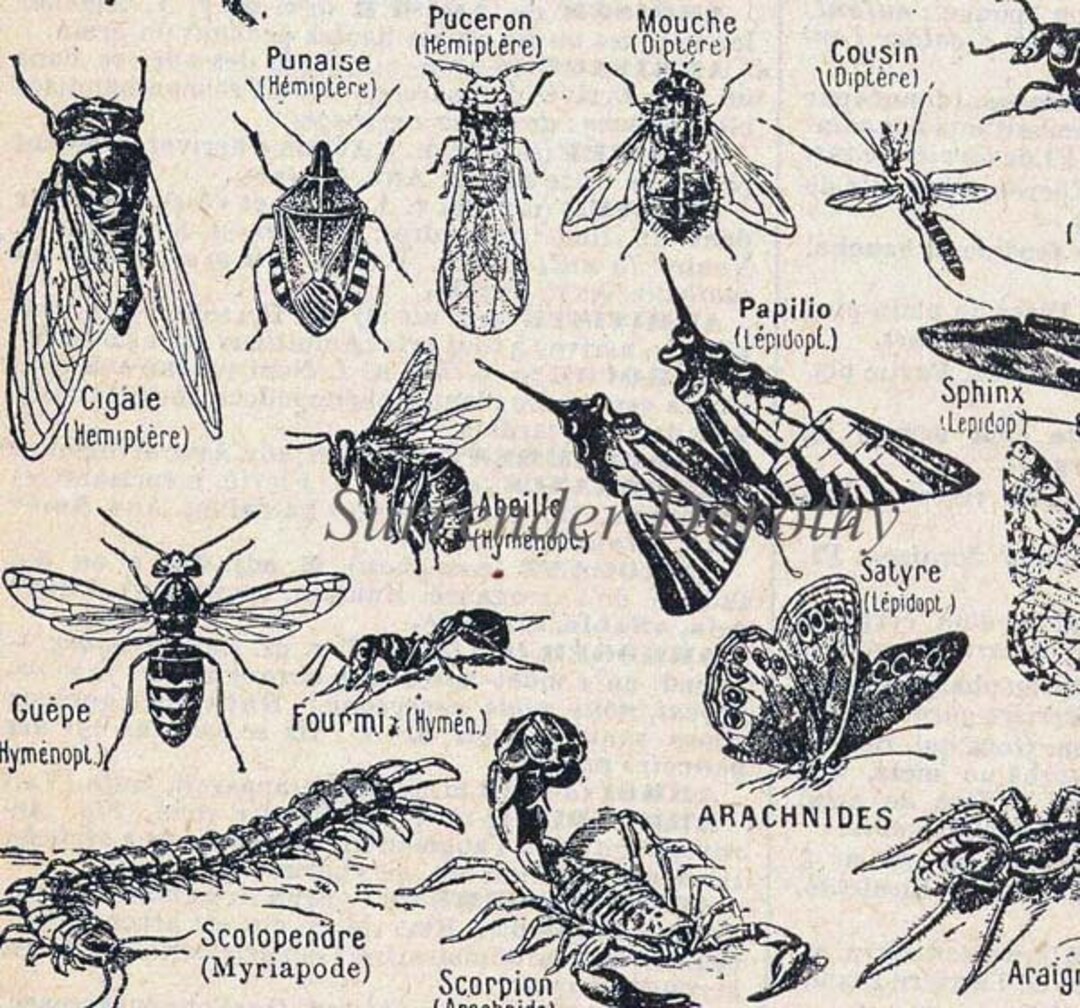Insects & Crustaceans French Dictionary Paris France Natural History ...