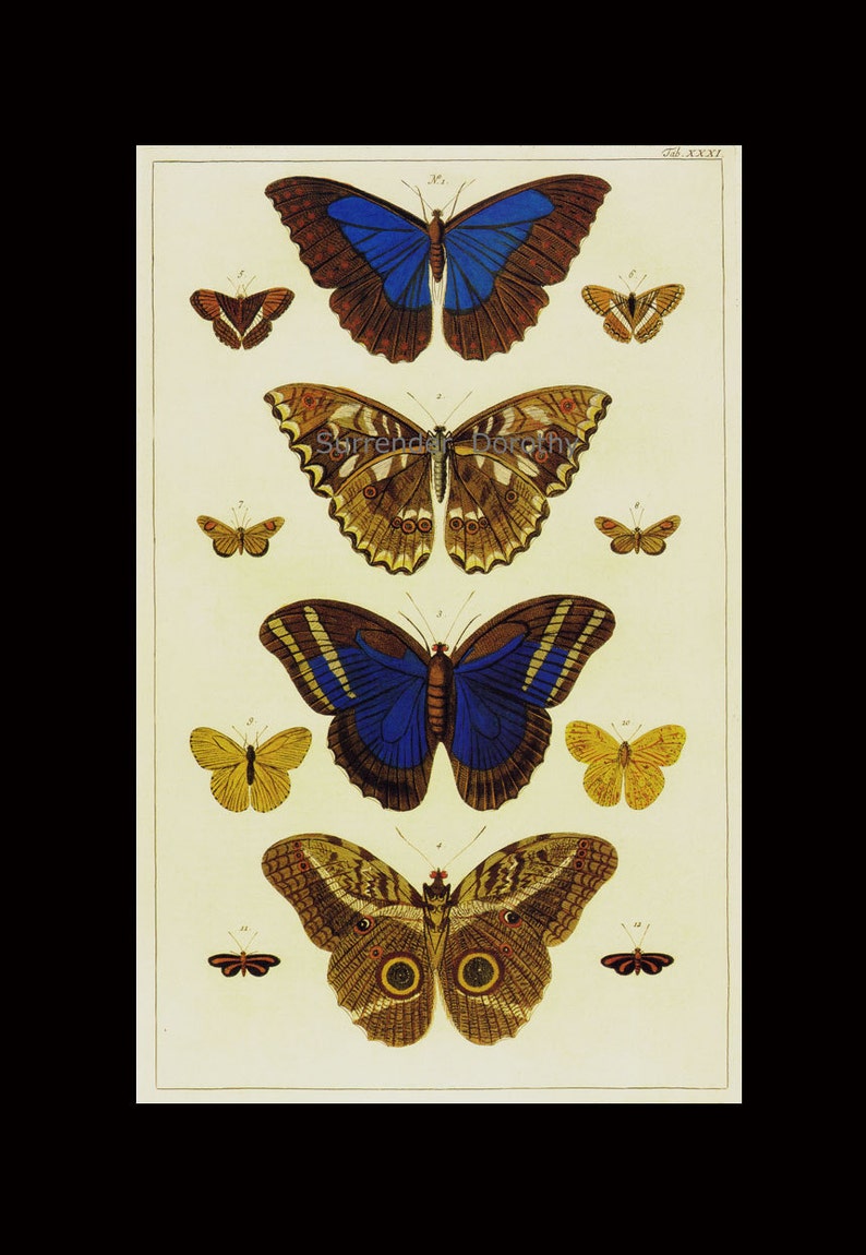 Butterfly Papillons South American Insects Seba Entomology | Etsy