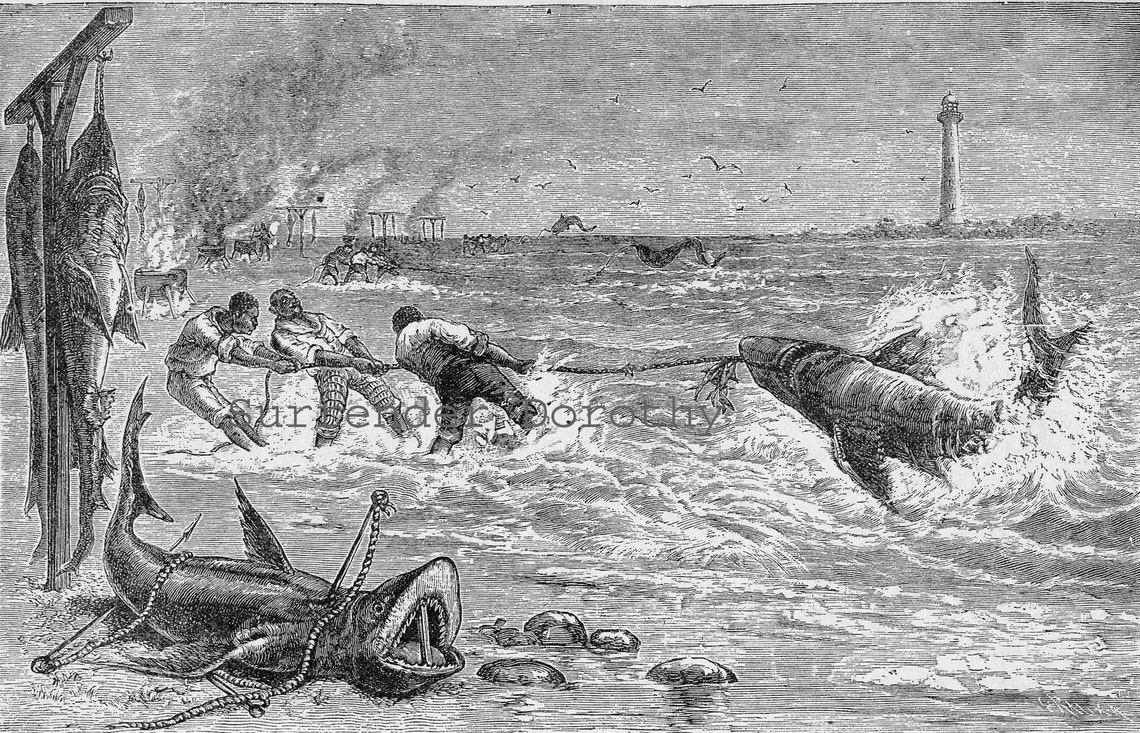 Shark Fishing in Florida 1890 Victorian Ichthyology Natural History ...