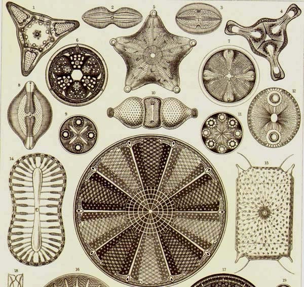 Wood & Linocut Prints diatom microscopy scientific illustration ...