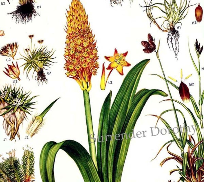 Lily Orchid Flowers Antarctica Arctic Circle Botanical Exotica Large ...