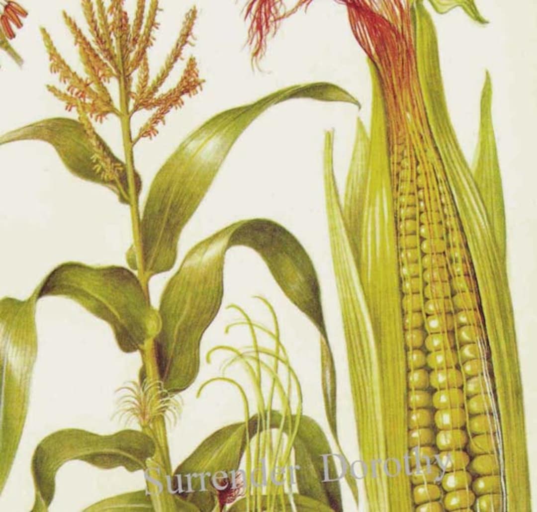 Corn Maize Cereal Grain Food Chart Botanical Lithograph Illustration ...