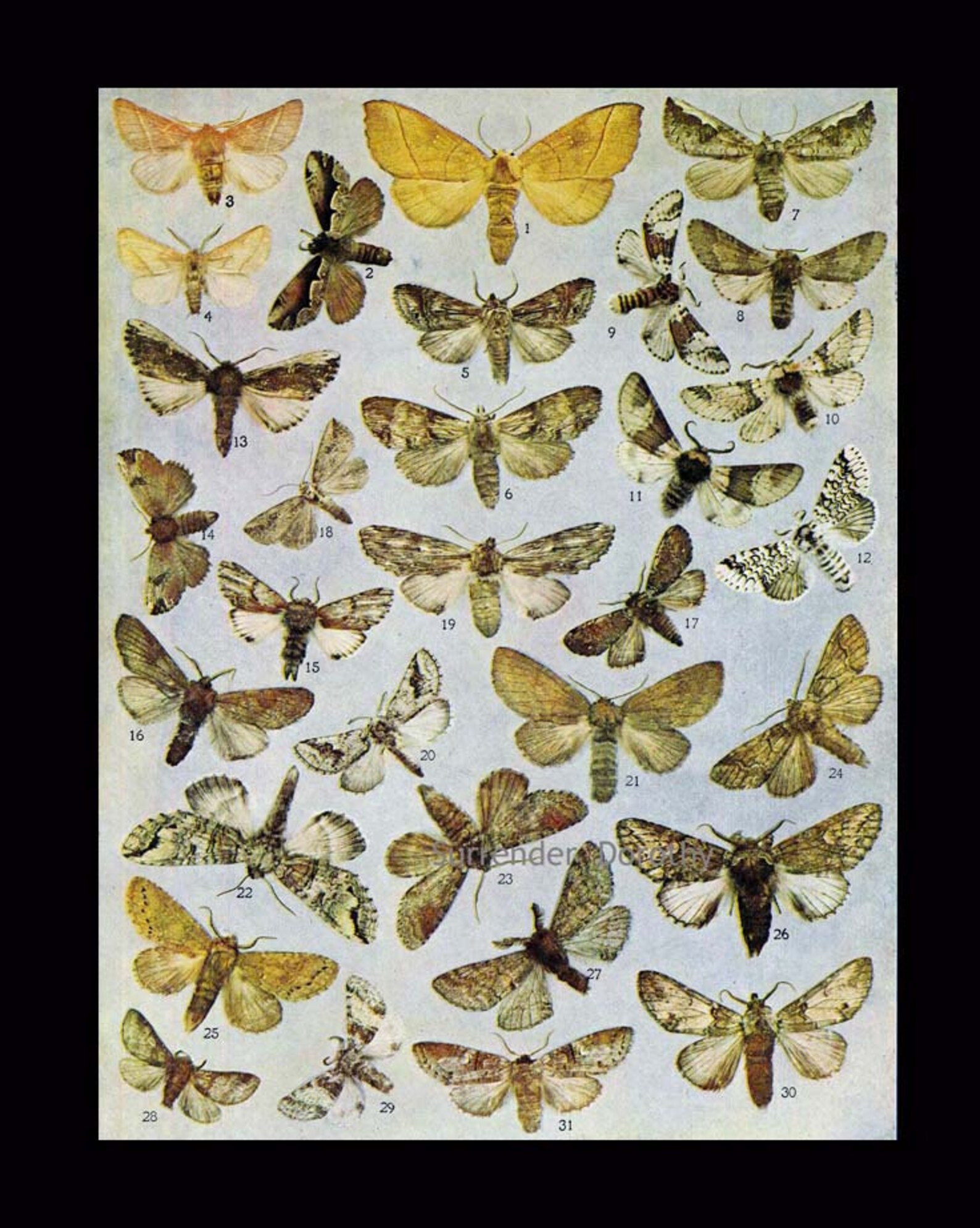 Nadata Hyparpax & Schizura Moth Chart Entomology Vintage - Etsy