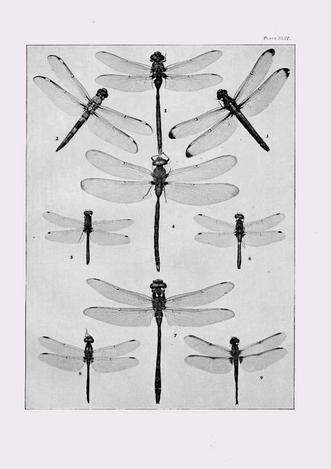 Dragonfly Basiaeschuhna Libellula Vintage Entomology Chart - Etsy