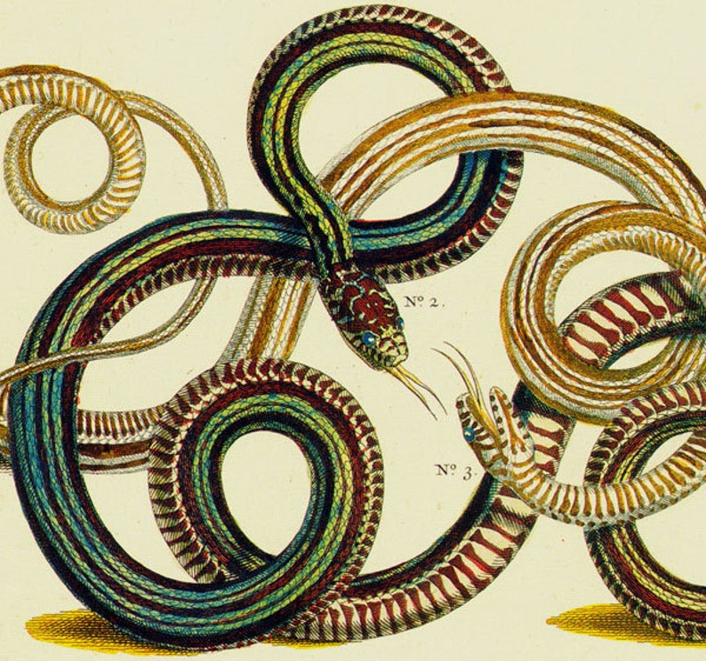 Various Twisted Snakes Serpent Herpetology Seba Natural History ...