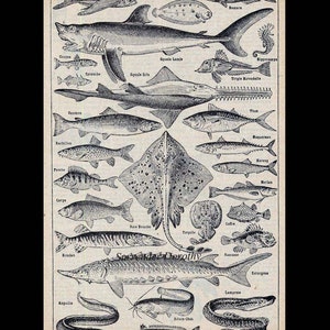Fish Poissons French Dictionary Paris France Natural History Chart to ...