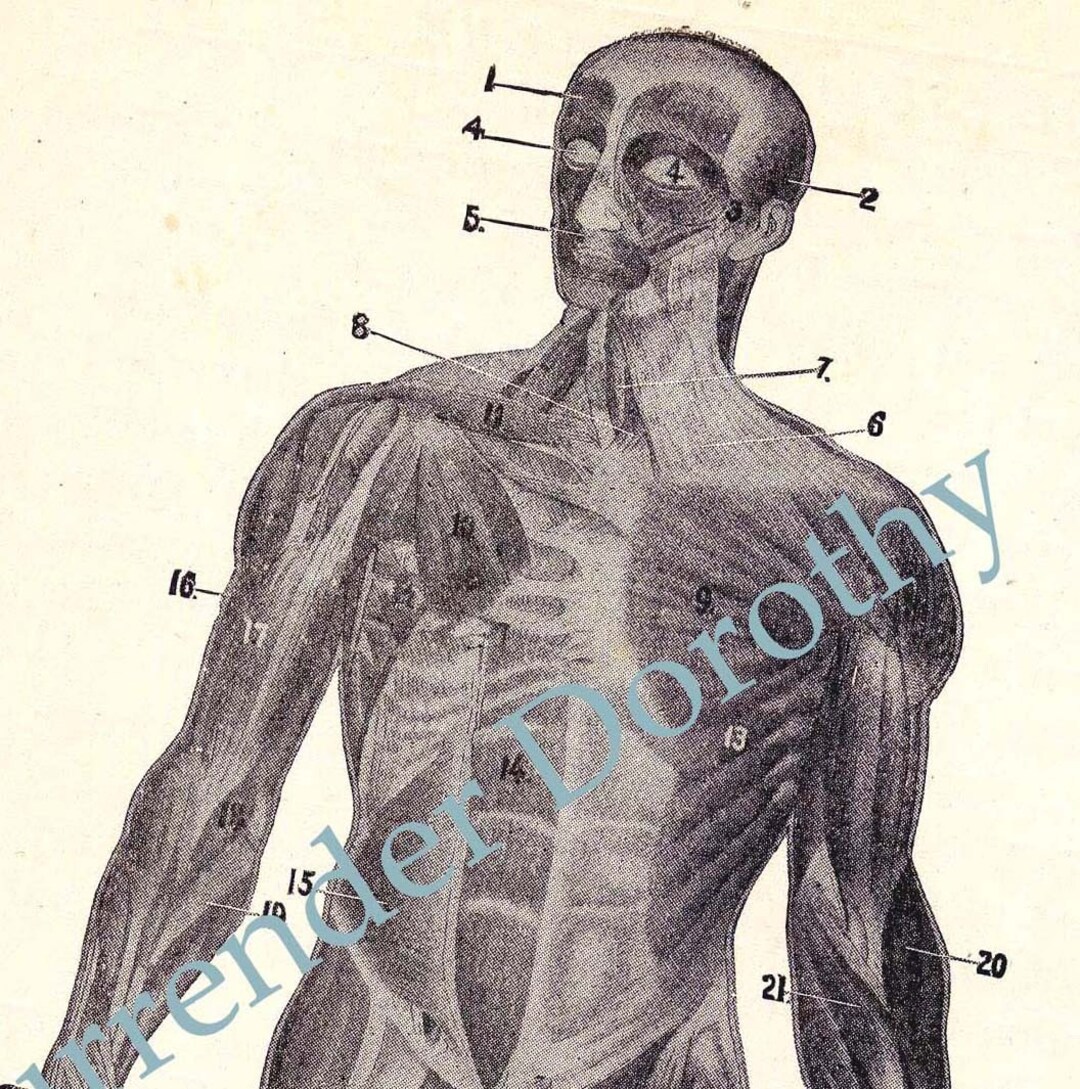 Muscle Man Human Anatomy Chart Anterior View Roaring Twenties Black ...