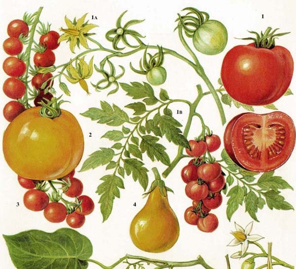 Tomato Plant Botanical Drawing