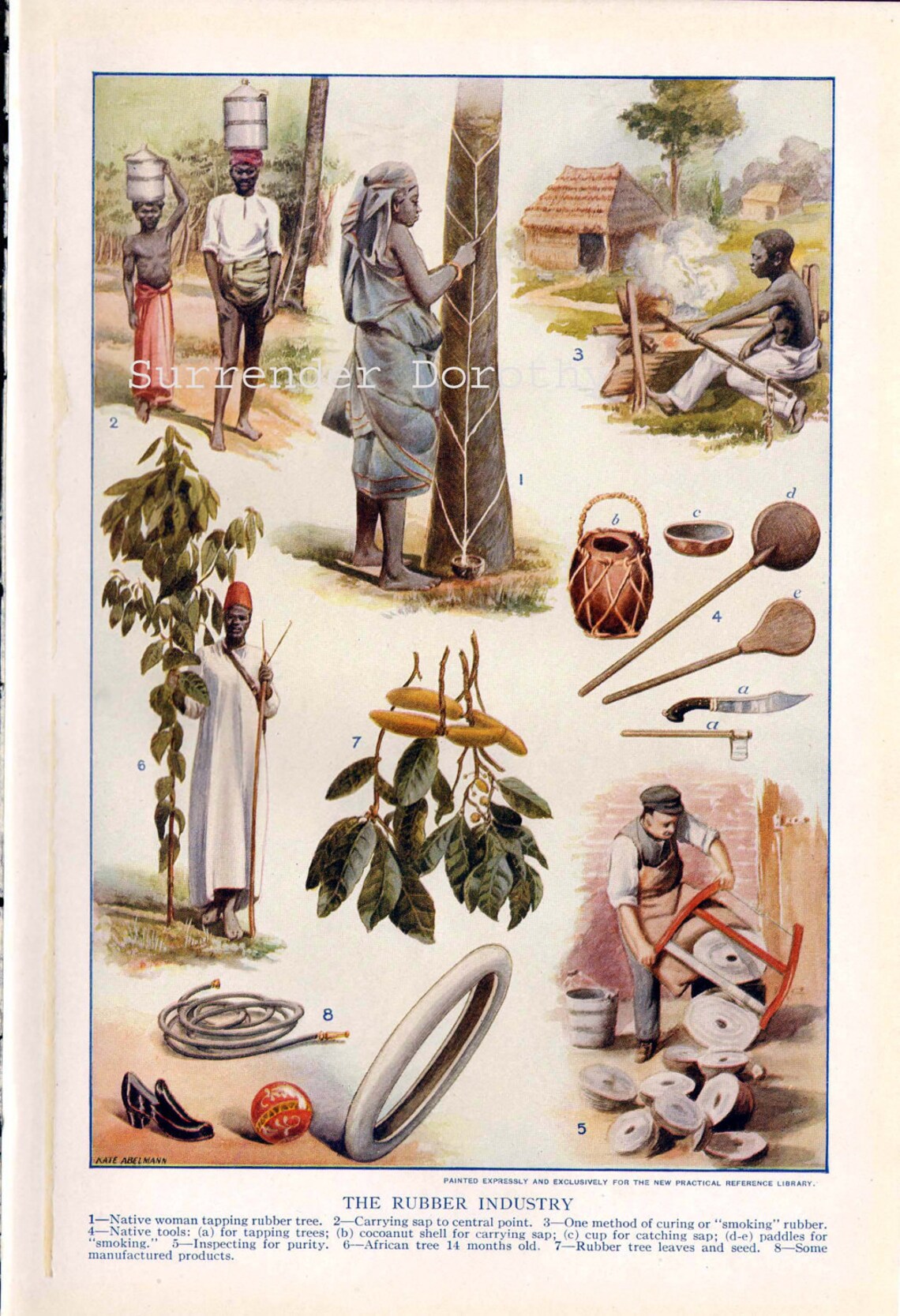 Rubber Industry in Africa Botanical Reference Chart 1915 - Etsy