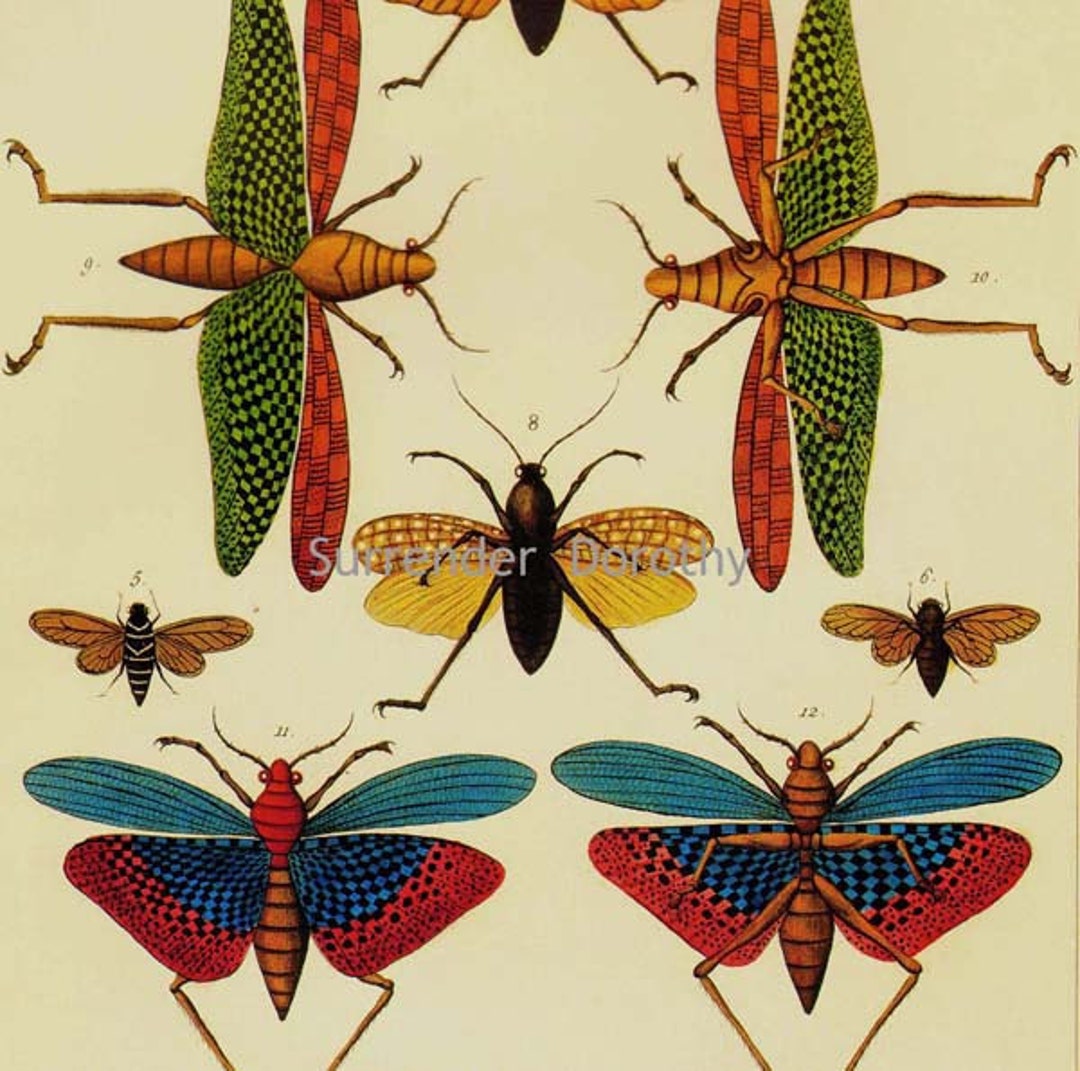 Grasshopper Dragonfly & Beetle Insects Seba Vintage Entomology Natural ...