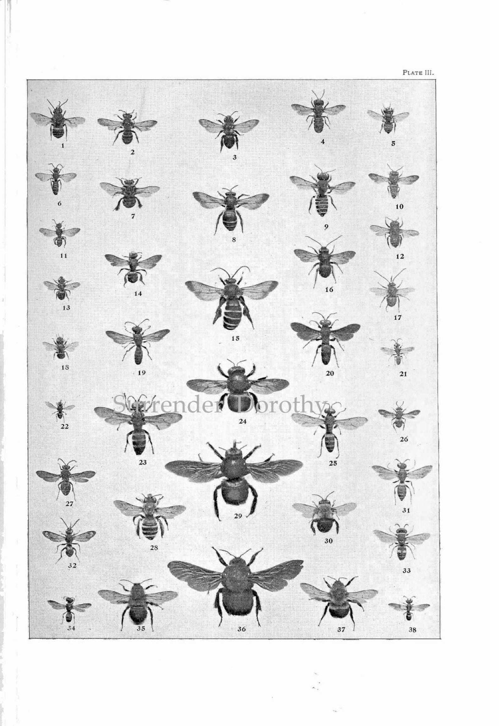 Bee Chart Edwardian Entomology Honeybees 1907 Natural History | Etsy