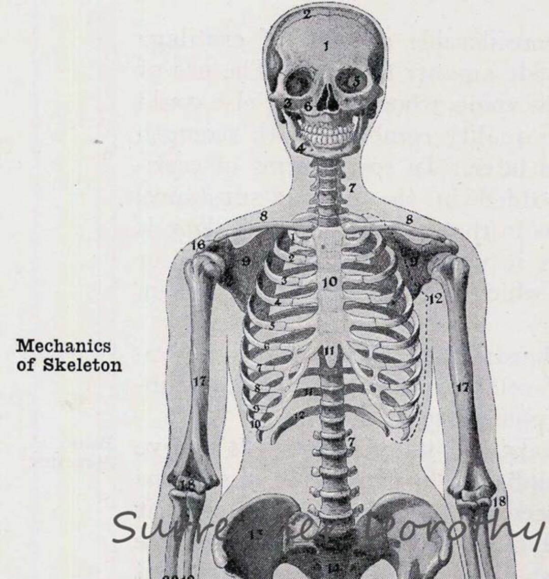Chubby Skeleton Man Skeletal System Human Anatomy Chart 1930s Black ...