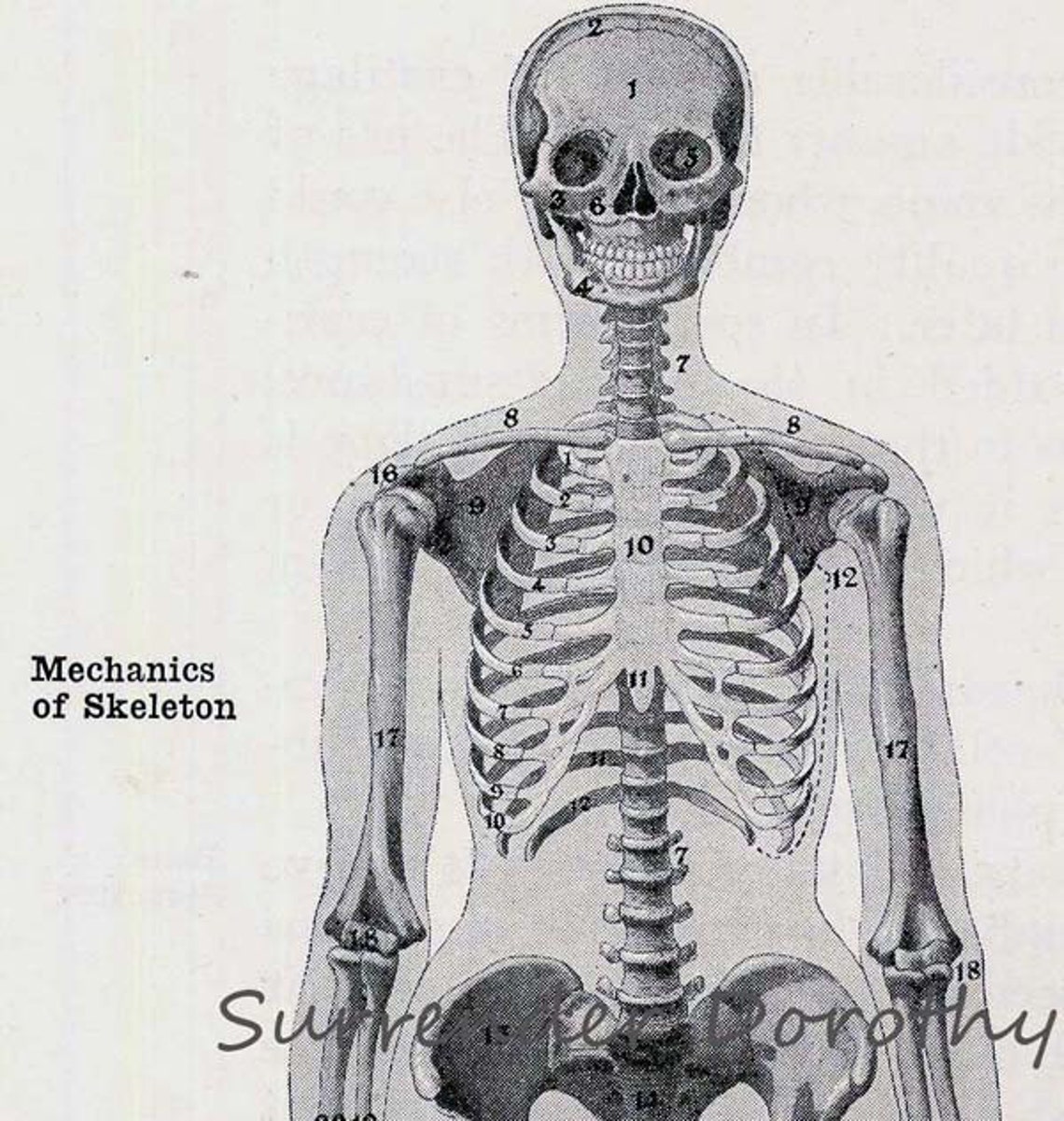 Chubby Skeleton Man Skeletal System Human Anatomy Chart 1930s - Etsy