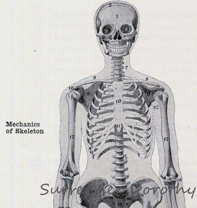 Chubby Skeleton Man Skeletal System Human Anatomy Chart 1930s - Etsy