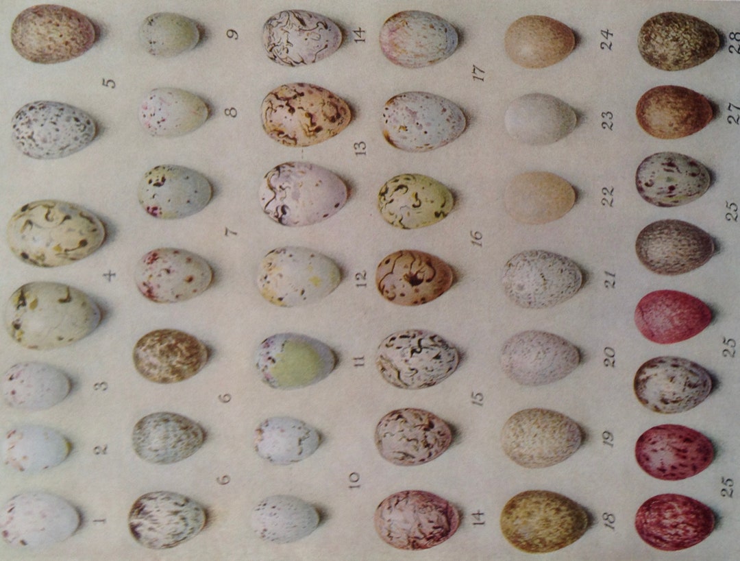 Finch Pipit Wagtail Linnet Bunting Skylark Sparrow Eggs European Birds ...