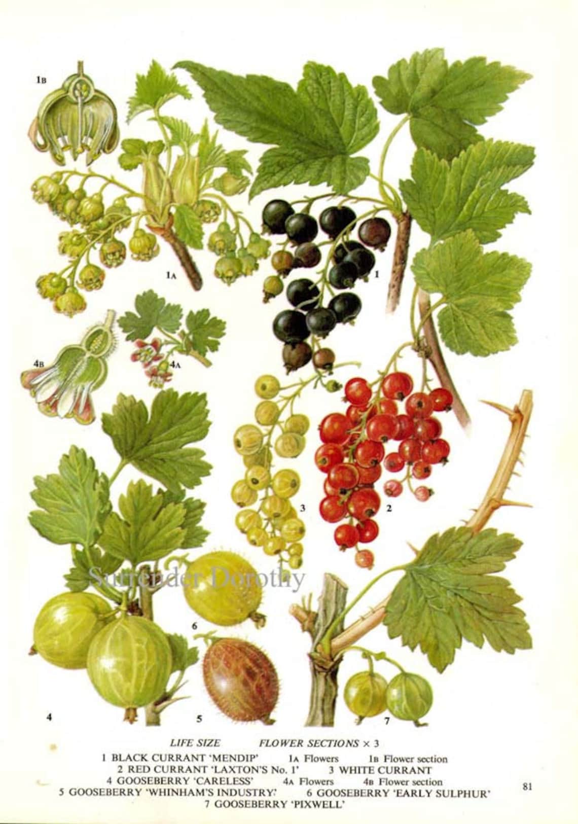 Currant Gooseberry Berry Fruit Chart Food Botanical Lithograph - Etsy
