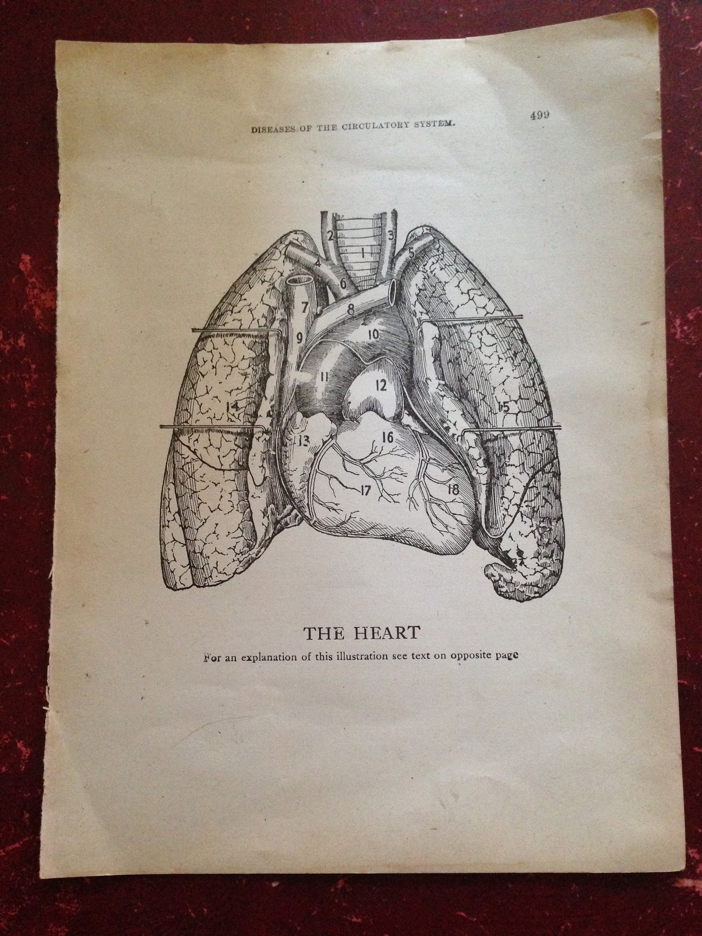 Human Heart Human Anatomy Chart Engraving 1908 Original Black & White ...