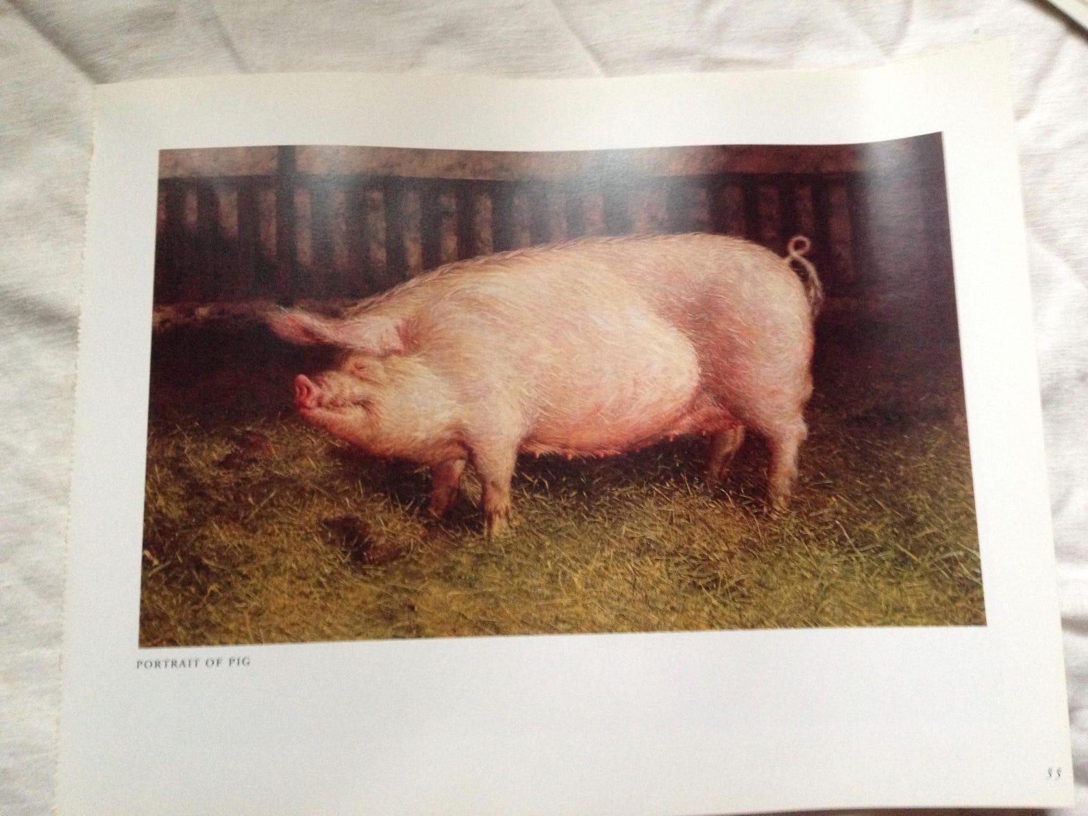 Jamie James Wyeth Portrait of a Pig Vintage Lithograph to Frame 1980s ...