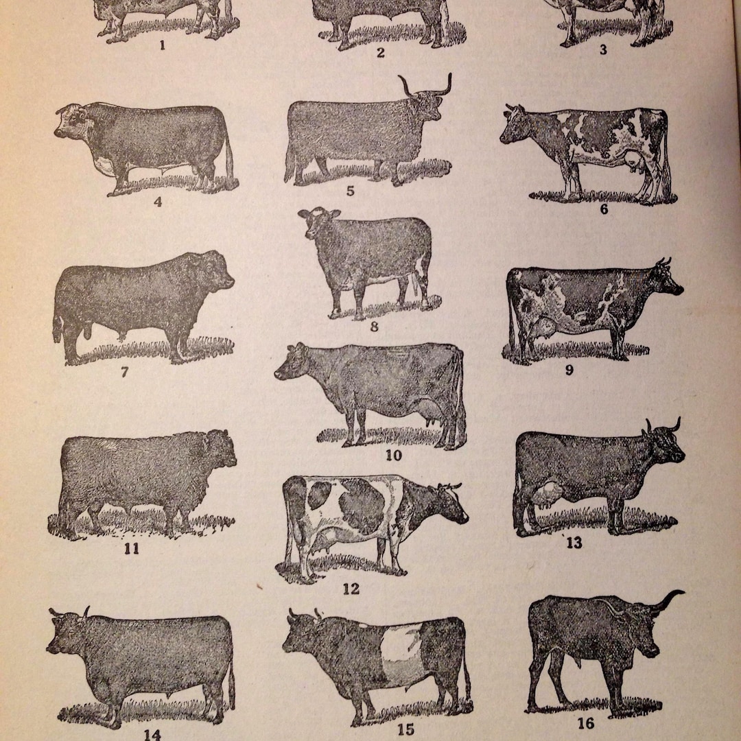 Know Your Cattle Breeds Chart Edwardian Natural History Lithograph ...
