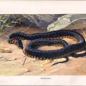 Horeshoe Whip Snake Hufeilennatter Snake 1911 Edwardian Herpetology ...