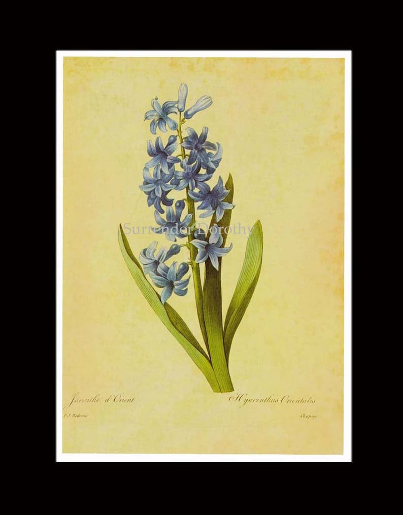 Blue Hyacinth Flower Vintage Poster Print Redoute Spring Botanical ...