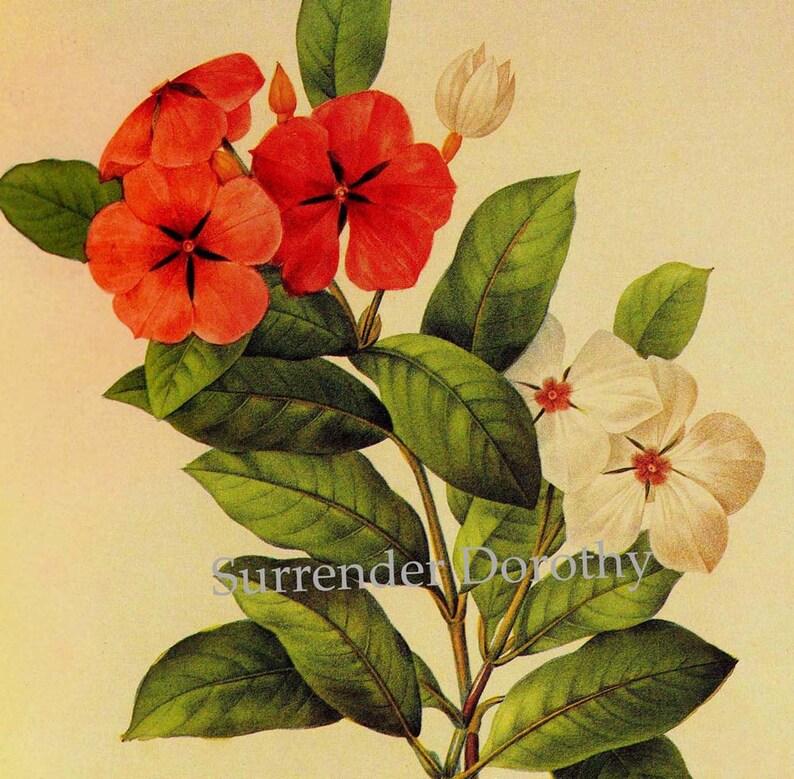 Vinca Carharanthus Roscus Wild Flower Vintage Lithograph - Etsy