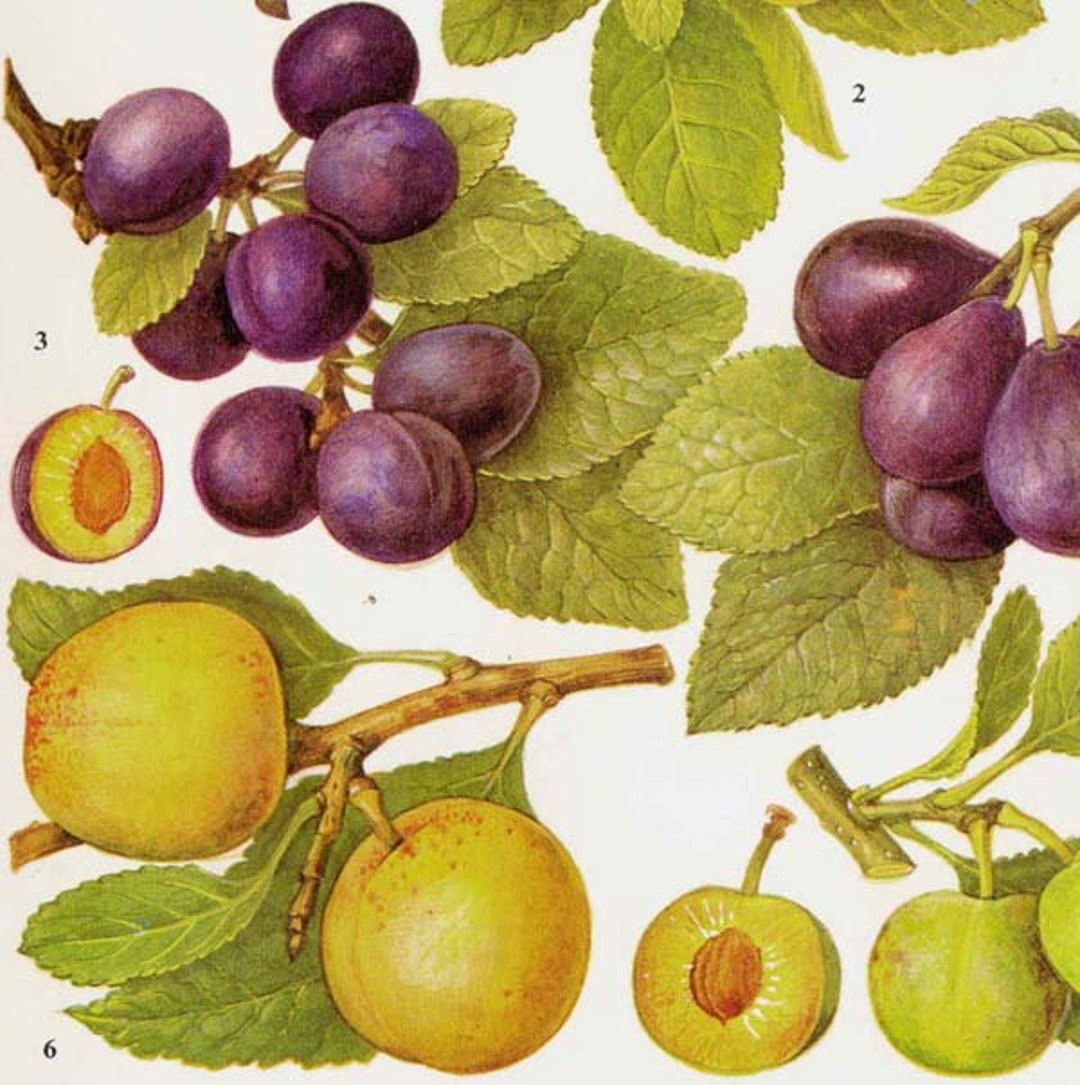 Sweet Plum Greengage Fruit Chart Food Botanical Lithograph Illustration ...