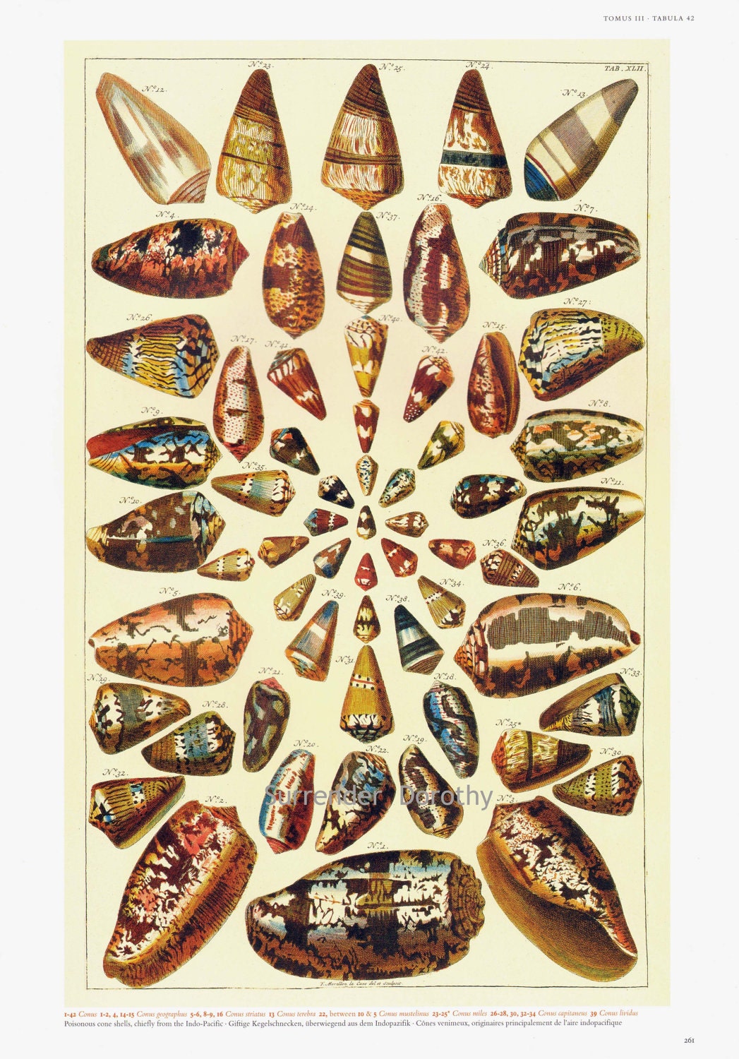 Poisonous Cone Shells South Pacific Caribbean Vintage Seba Conchology ...