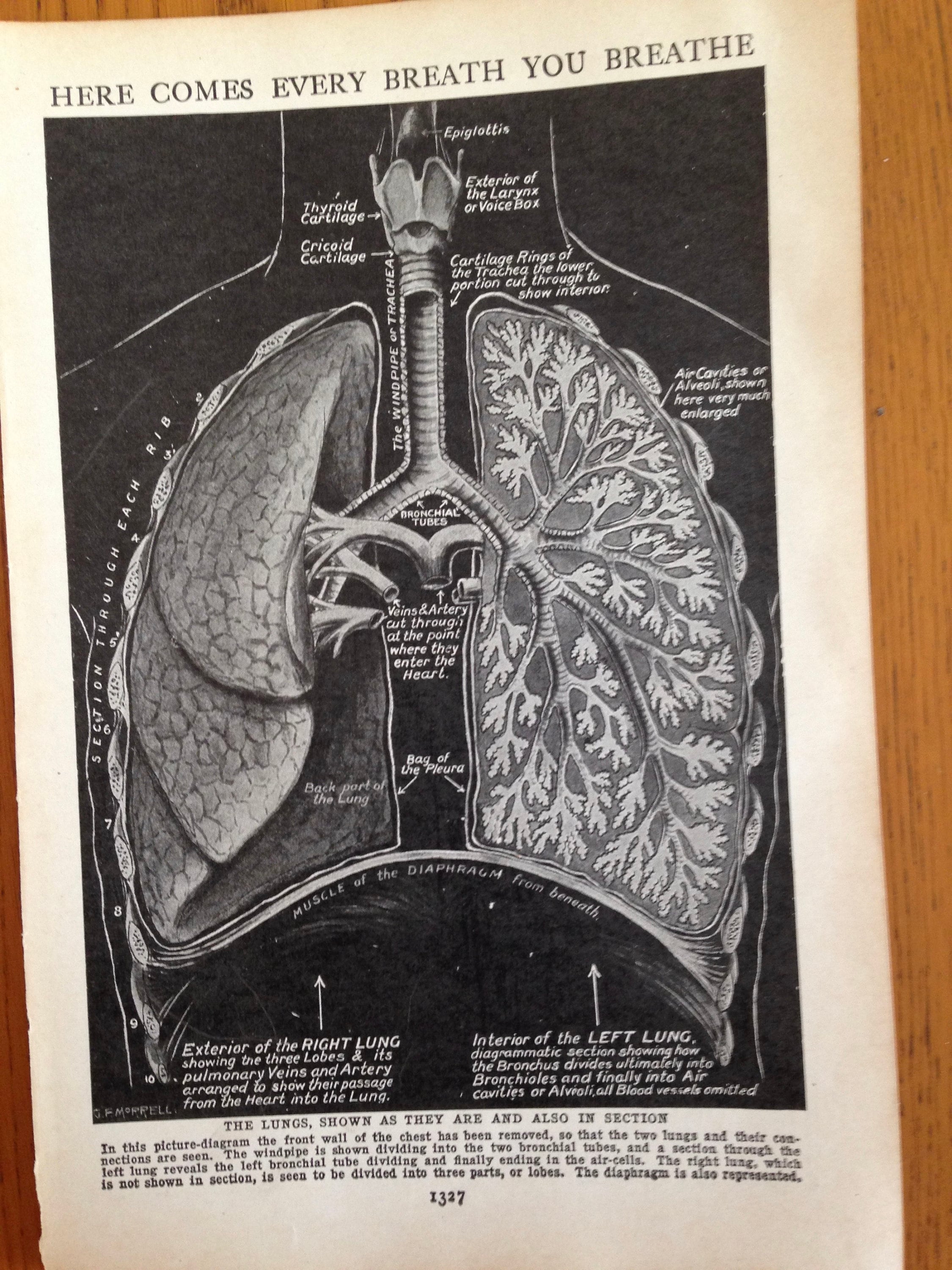 Respiratory System Explained 1927 Human Anatomy Print Of Lungs For ...