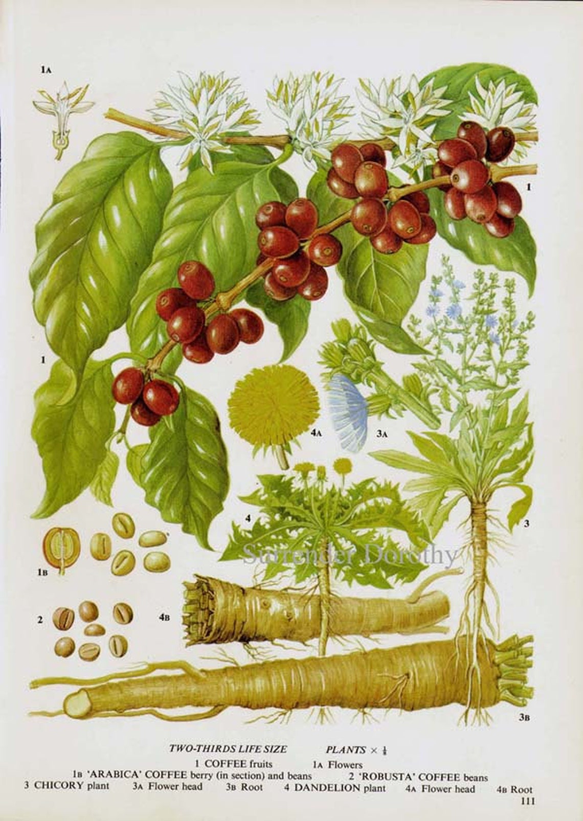 Coffee Beans Chicory & Dandelion Food Chart Vegetable - Etsy