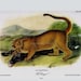 Cougar & Prey Big Cat Lithograph John J Audubon Wild Animal - Etsy