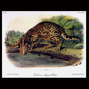 Ocelot Leopard Big Cat Lithograph John J Audubon Wild Animal Natural ...