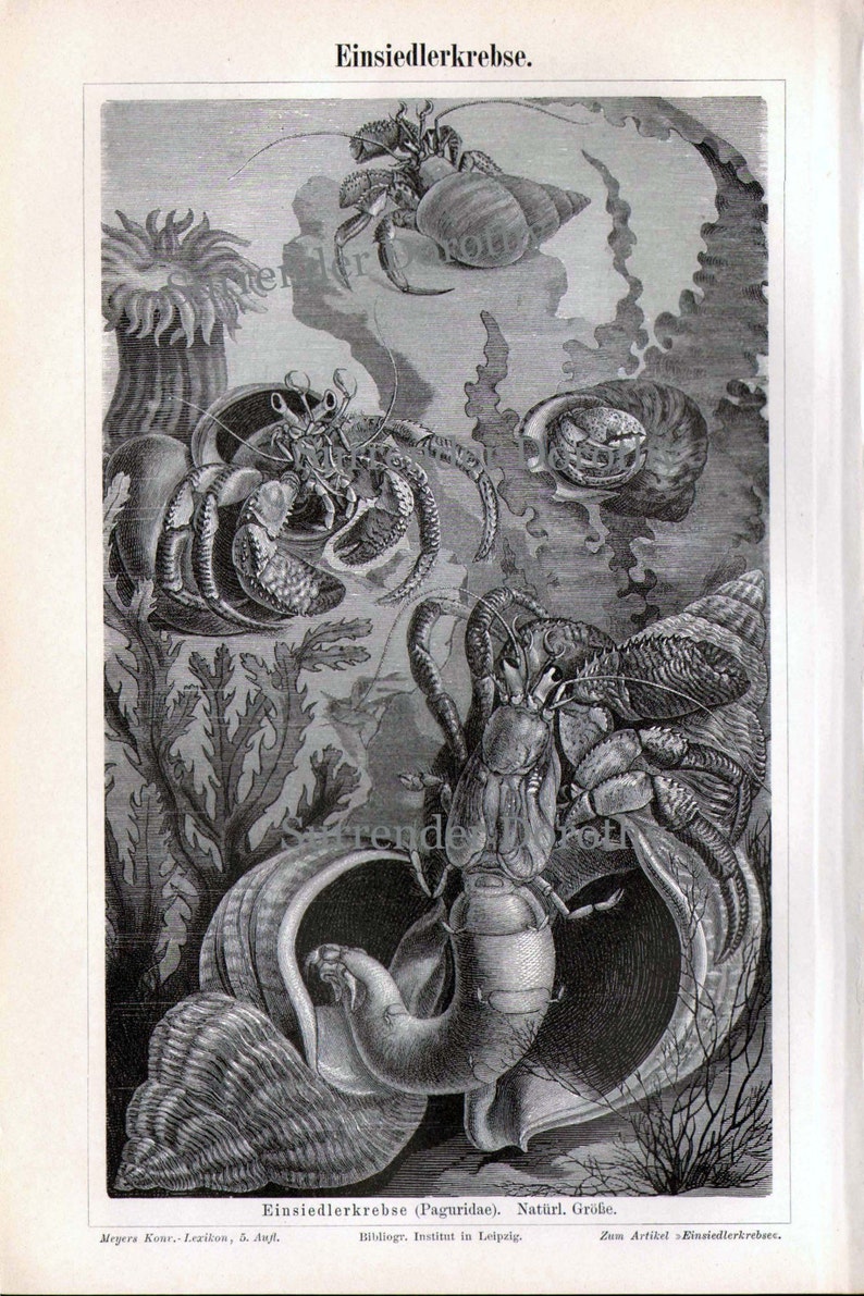 Hermit Crabs Vintage Victorian Engraving 1887 Illustration of Marine ...