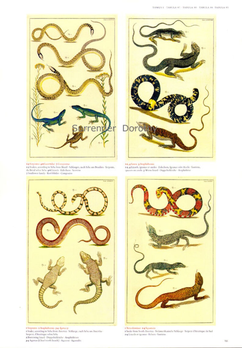 Lizards & Snakes Seba Herpetology Natural History Lithograph - Etsy