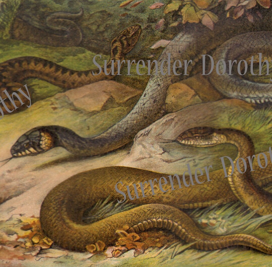 Poisonous Snakes 1887 Victorian Herpetology Reptile Chromolithograph ...