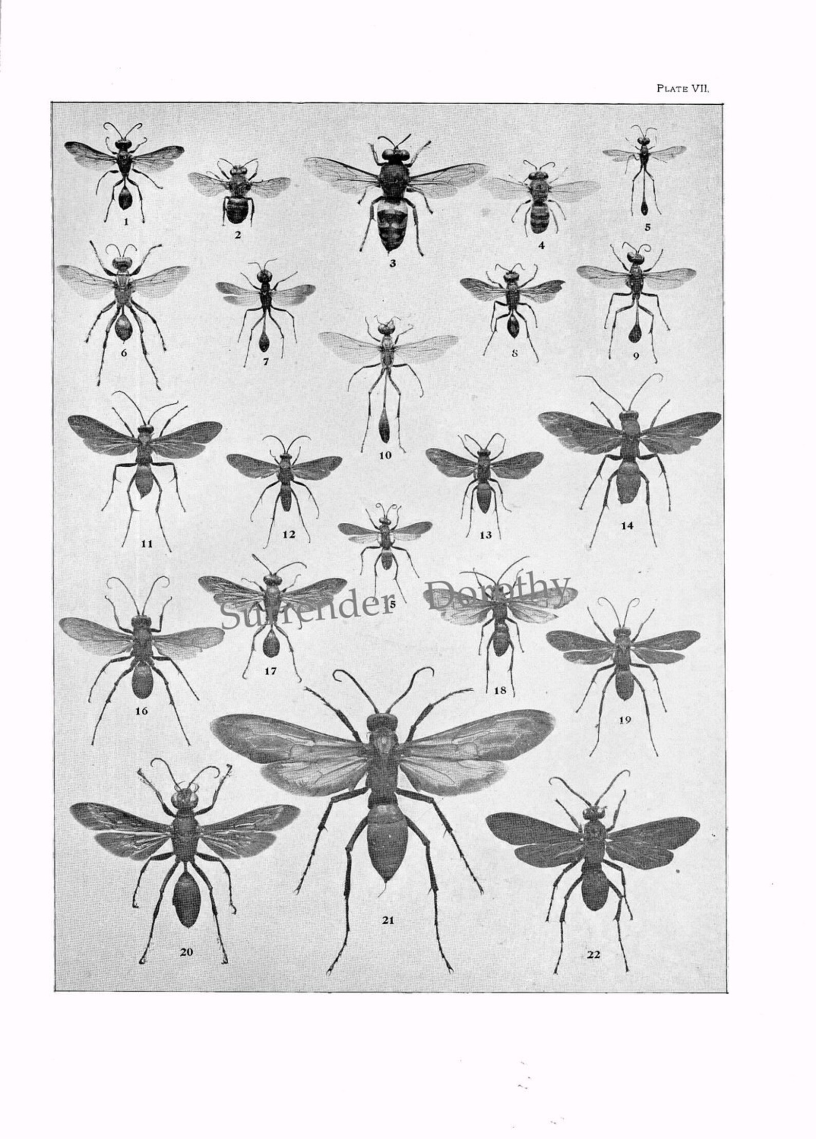 Wasp Chart Edwardian Entomology 1907 Natural History | Etsy