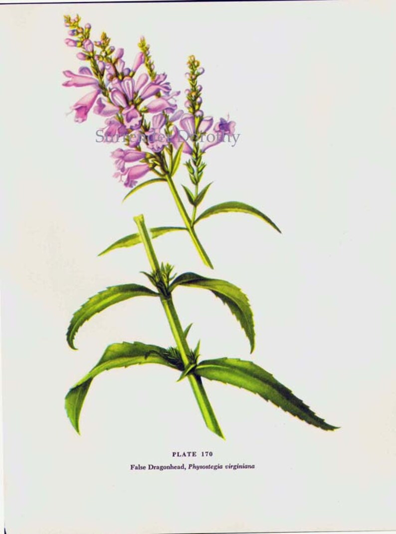 False Dragon Head Flower 1950s Vintage Cottage Botanical | Etsy