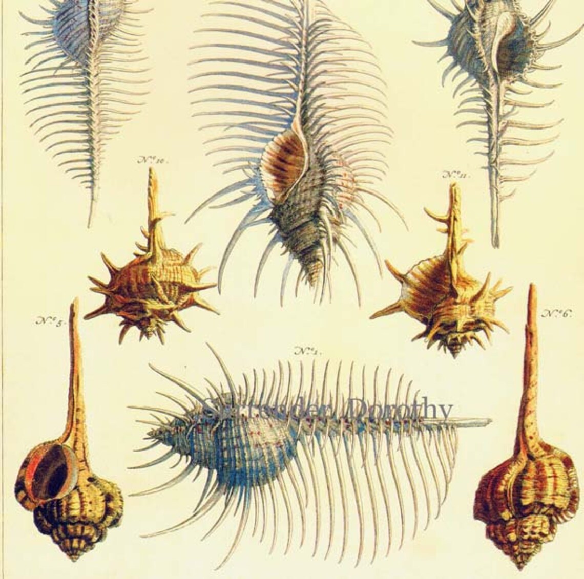 Spiny Murex & Cowrie Shells Vintage Conchology South Pacific, Africa ...