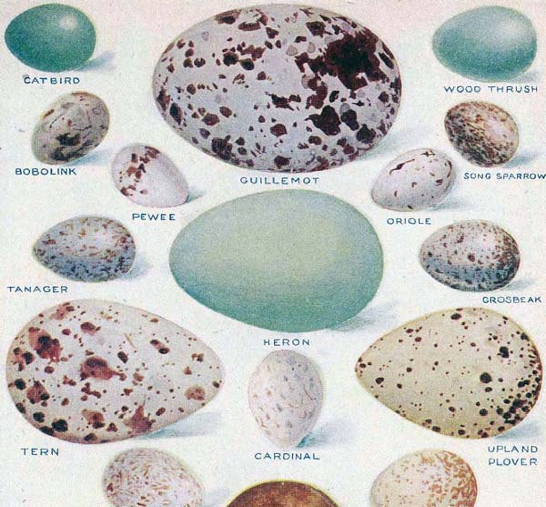 American Bird Eggs Color Lithograph Chart 1912 Edwardian Natural ...