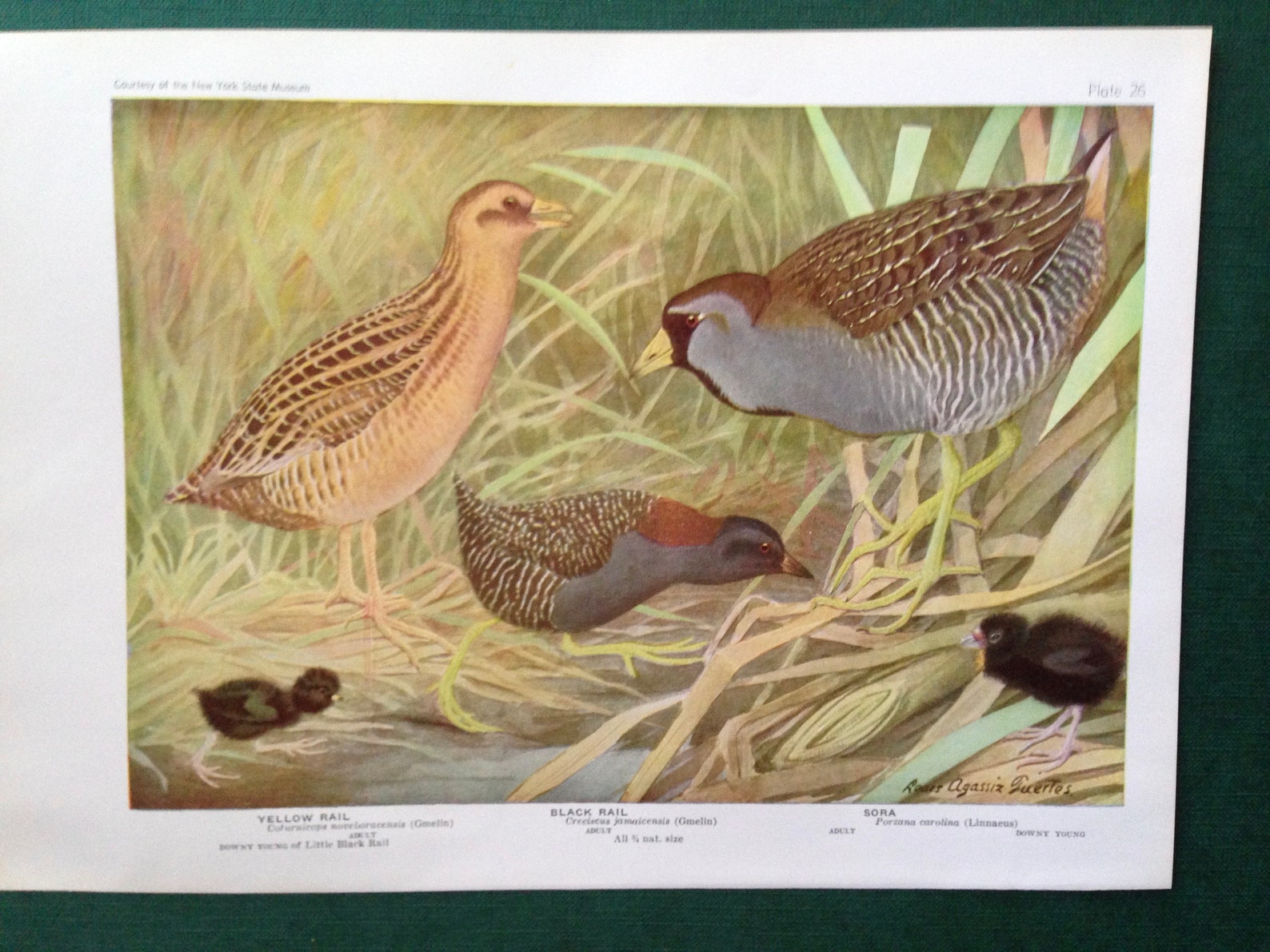 Virginia Rail King Rail Clapper Rail Birds Ornithology Lithograph Chart ...