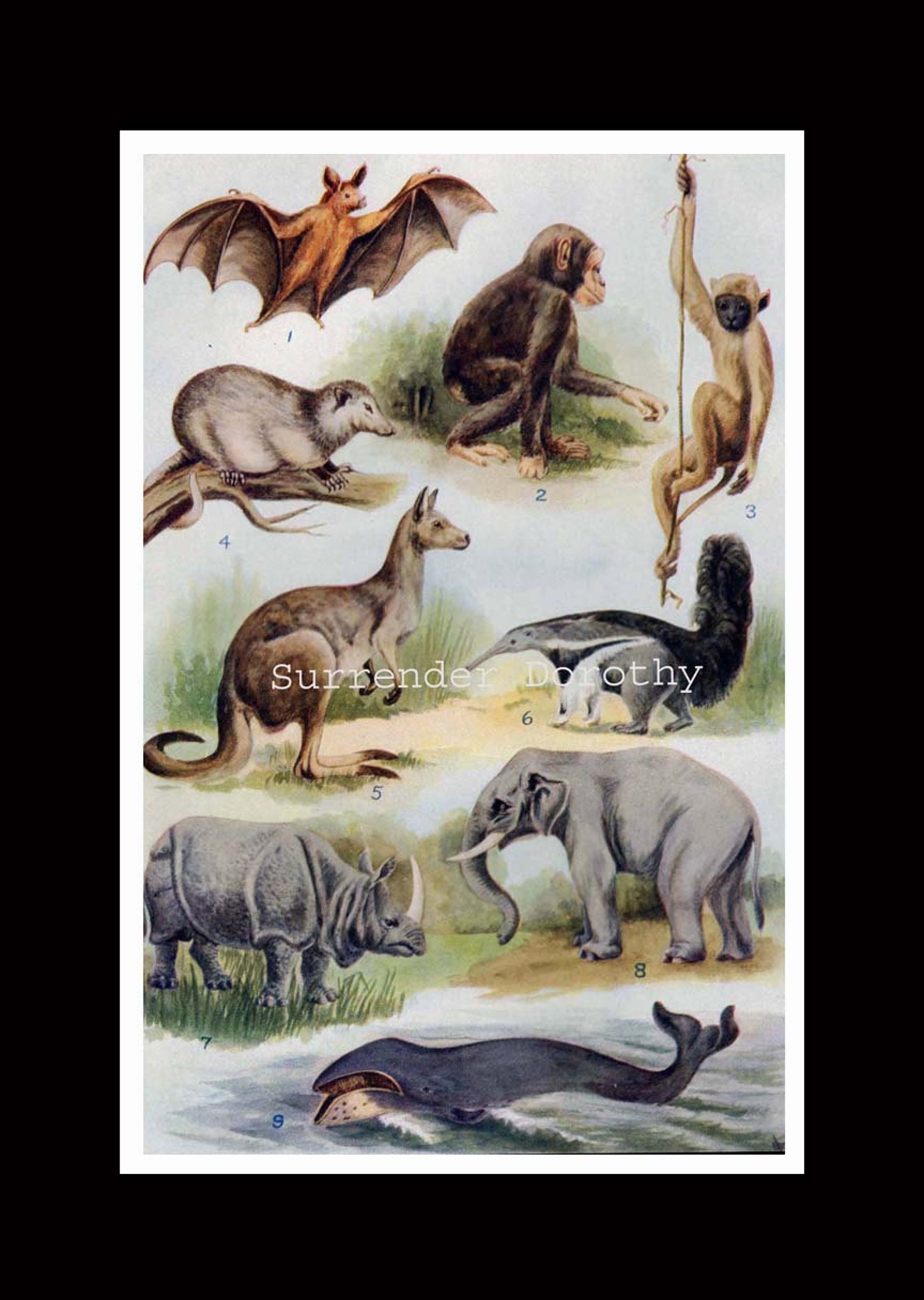 Bat Ape Kangaroo Elephant Rhino Whale Mammal Chart Animals | Etsy