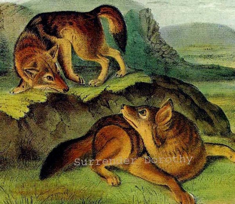 Prairie Wolf Lithograph Audubon Vintage Wild Animal Natural - Etsy