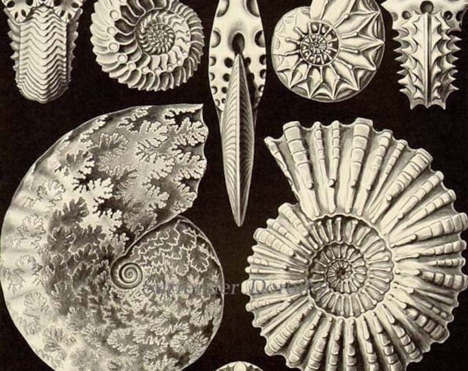 Ammonite Nautilus Shell Formations Sea Slug Sea Hag Haeckel Print ...