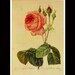 Pink Rose Rosa Centifolia Bullata Vintage Wild Flower Redoute Botanical ...