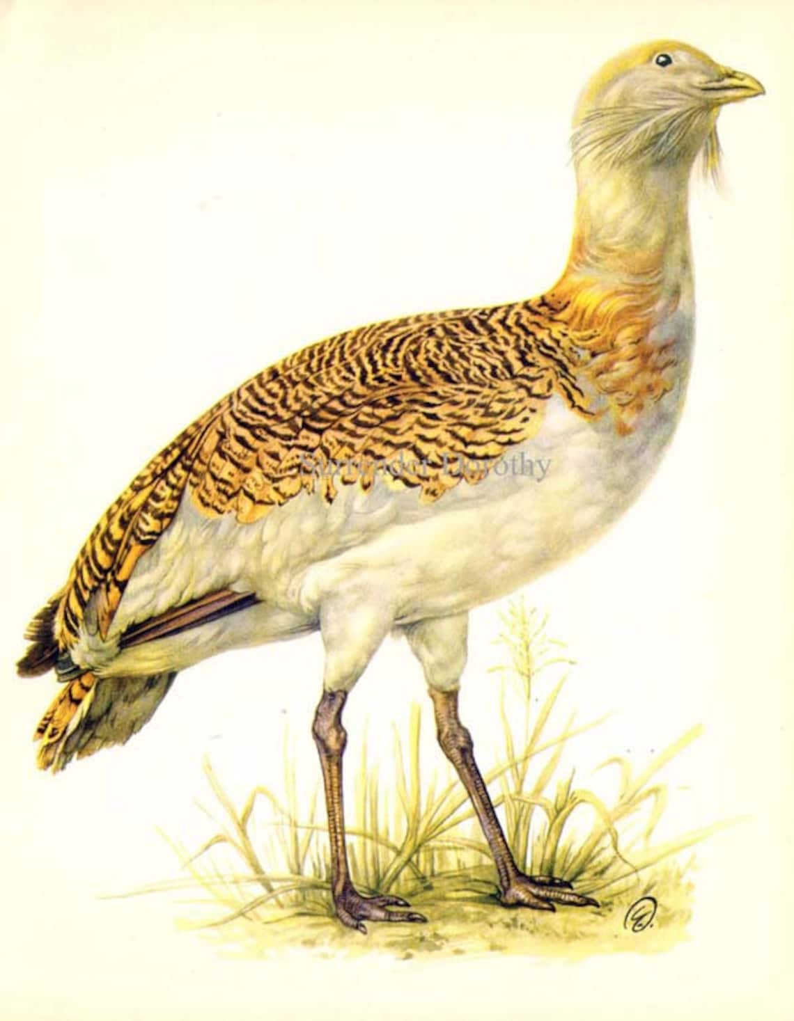 Great Bustard Otis Tarda Bird Ornithology Natural History - Etsy